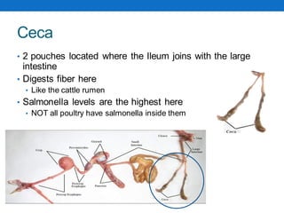 Digestive-System-in-Poultry-sistem pencernaan-ayam.pdf