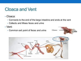 Digestive-System-in-Poultry-sistem pencernaan-ayam.pdf