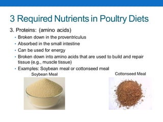 Digestive-System-in-Poultry-sistem pencernaan-ayam.pdf