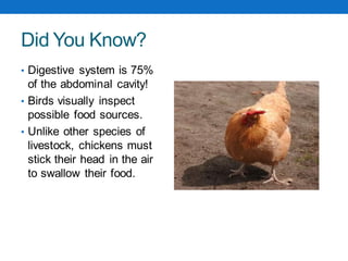 Digestive-System-in-Poultry-sistem pencernaan-ayam.pdf