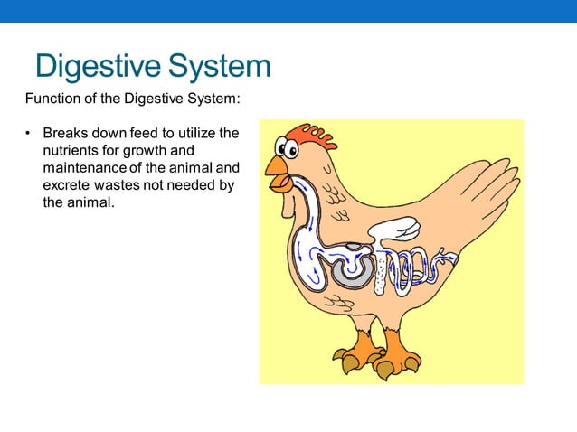 Digestive-System-in-Poultry-sistem pencernaan-ayam.pdf