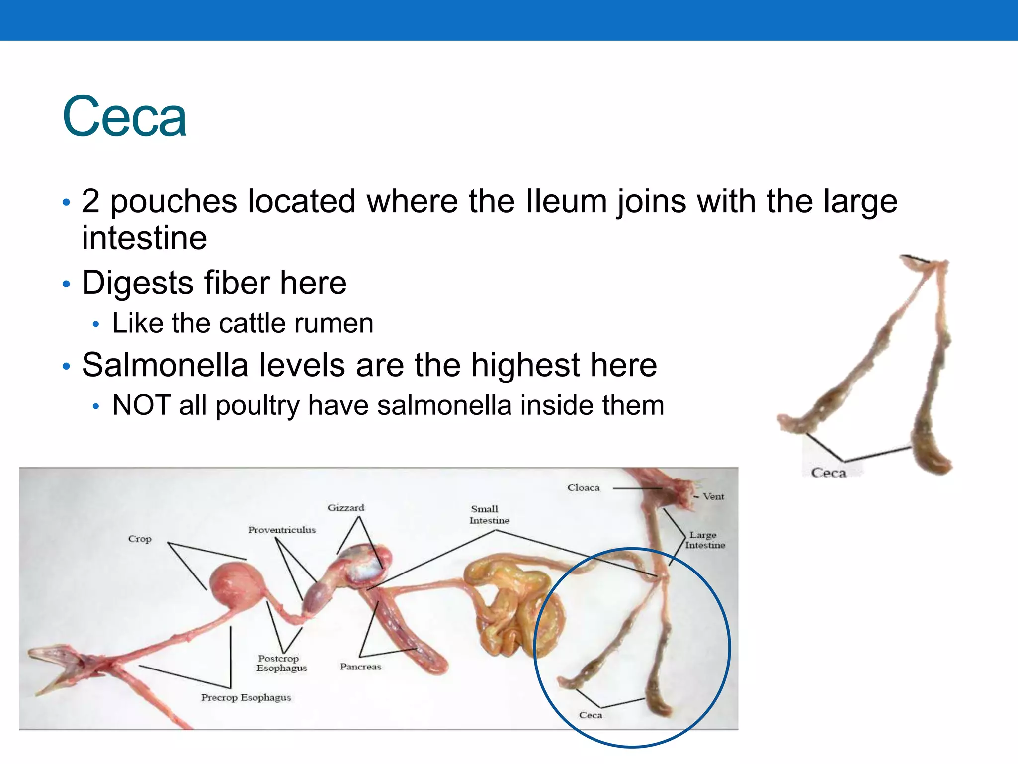 Digestive-System-in-Poultry-NXPowerLite.pptx