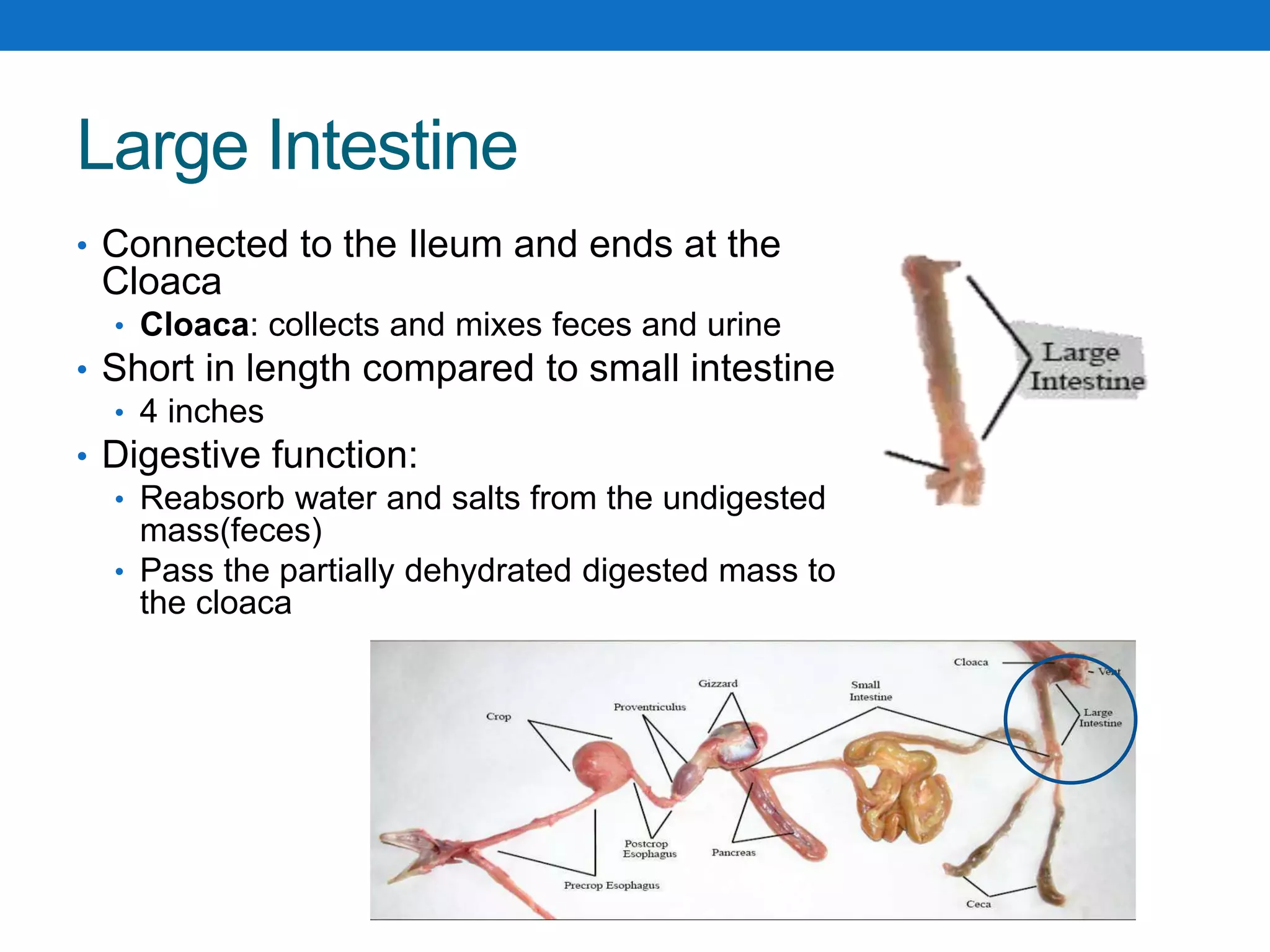Digestive-System-in-Poultry-NXPowerLite.pptx