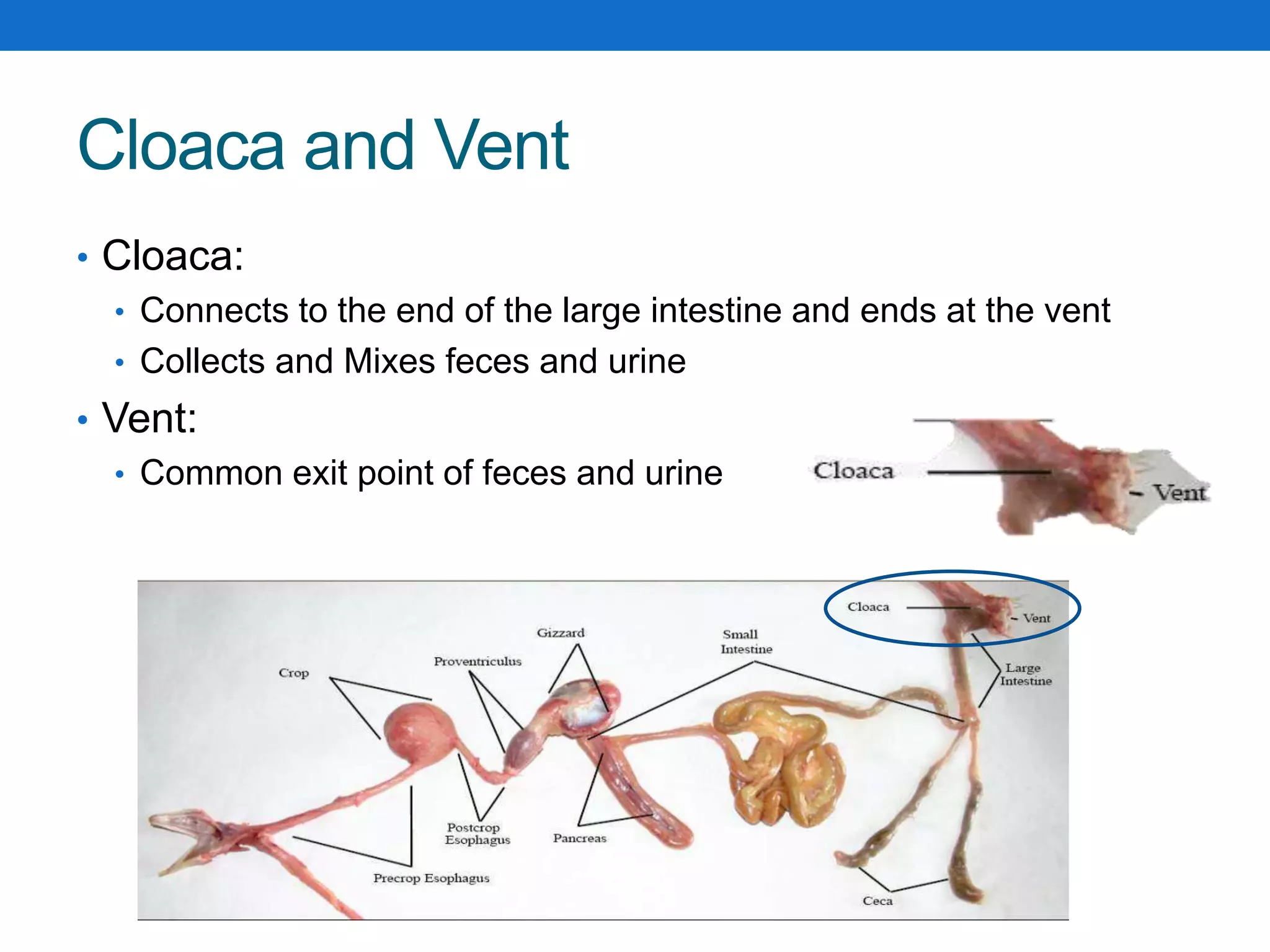Digestive-System-in-Poultry-NXPowerLite.pptx