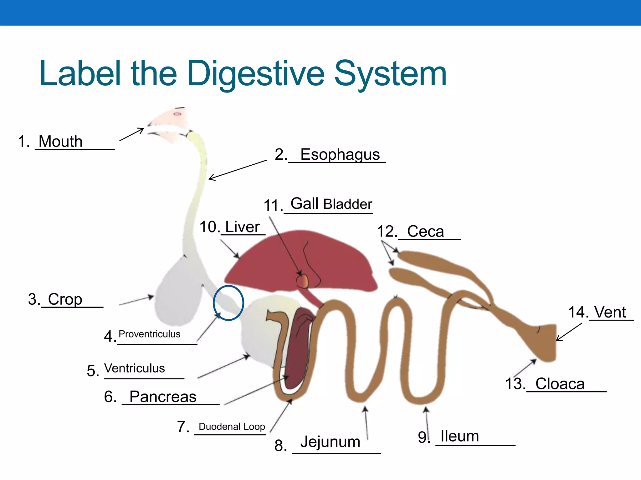 Digestive-System-in-Poultry-NXPowerLite.pptx