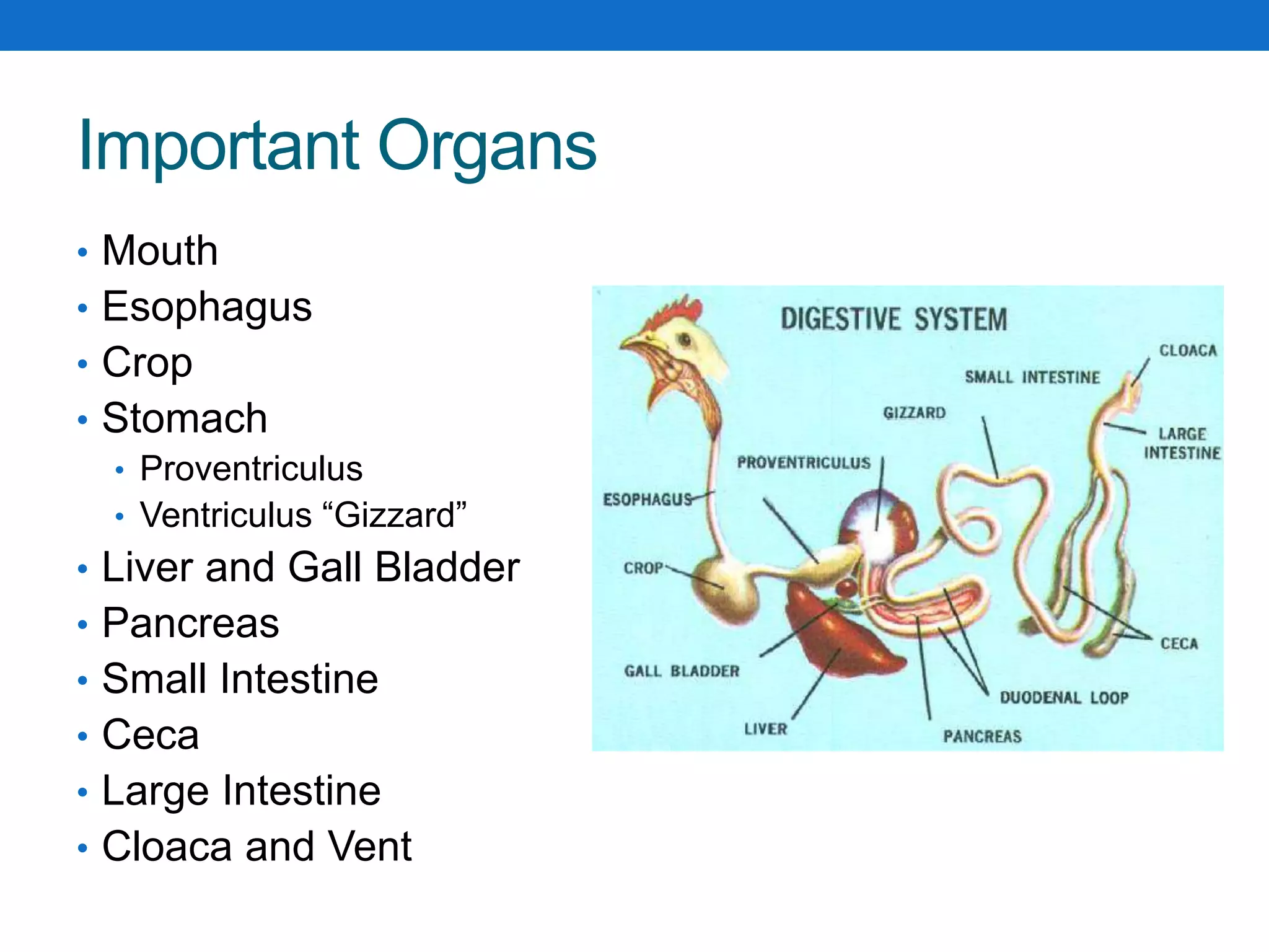 Digestive-System-in-Poultry-NXPowerLite.pptx