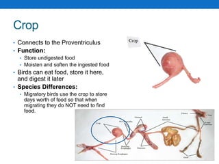 Digestive-System-in-Poultry-NXPowerLite.pptx