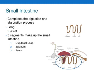 Digestive-System-in-Poultry-NXPowerLite.pptx