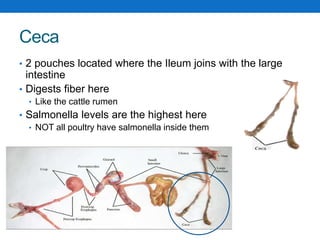 Digestive-System-in-Poultry-NXPowerLite.pptx