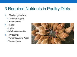 Digestive-System-in-Poultry-NXPowerLite.pptx