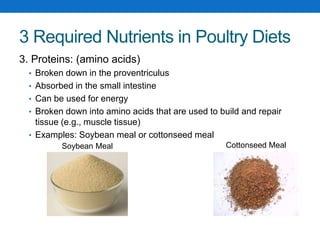 Digestive-System-in-Poultry-NXPowerLite.pptx