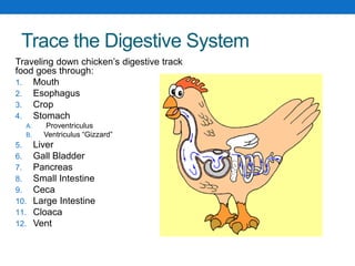 Digestive-System-in-Poultry-NXPowerLite.pptx