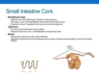 Digestive-System-in-Poultry-NXPowerLite.pptx