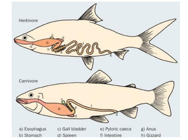 Digestive-System-of-Finfishes.pdf