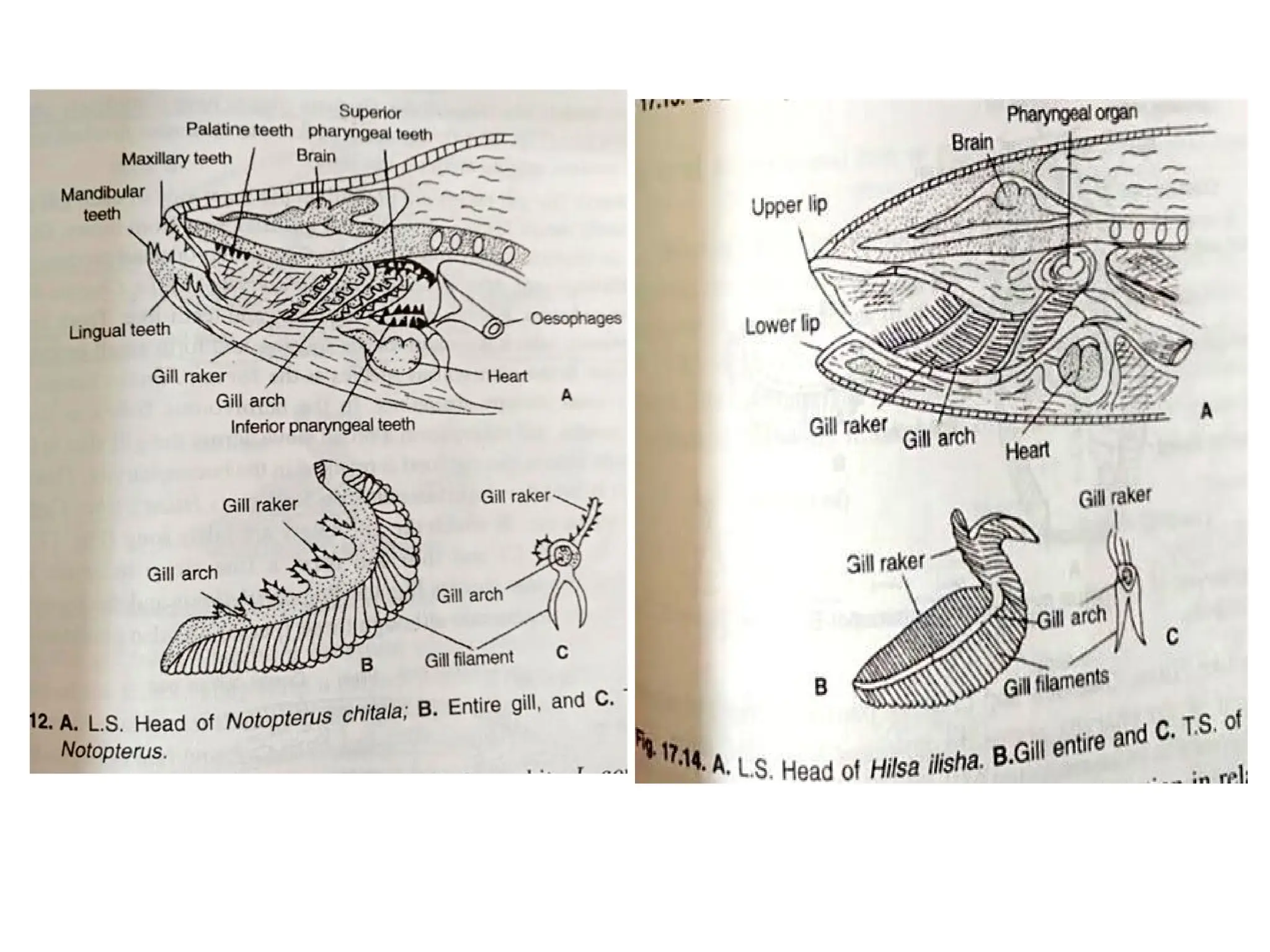 Type of Digestive-System-of-Finfishes.pptx