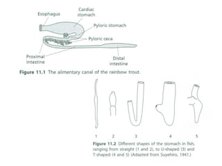 Type of Digestive-System-of-Finfishes.pptx