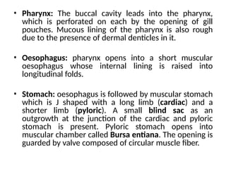 Type of Digestive-System-of-Finfishes.pptx