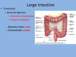 digestive-system-power-point.ppt