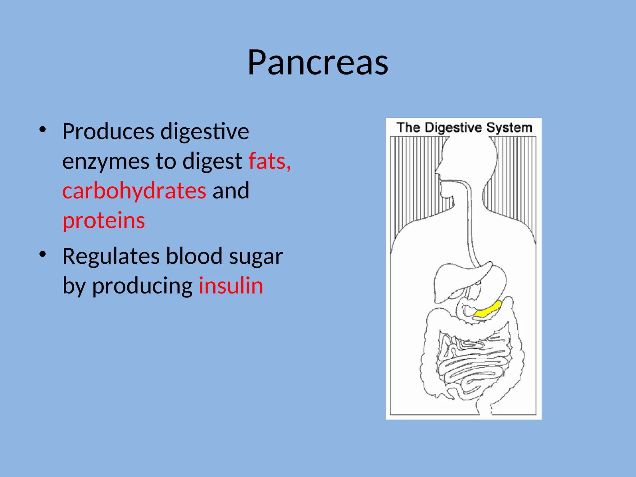 Human-digestive-system-power-point-p.ppt