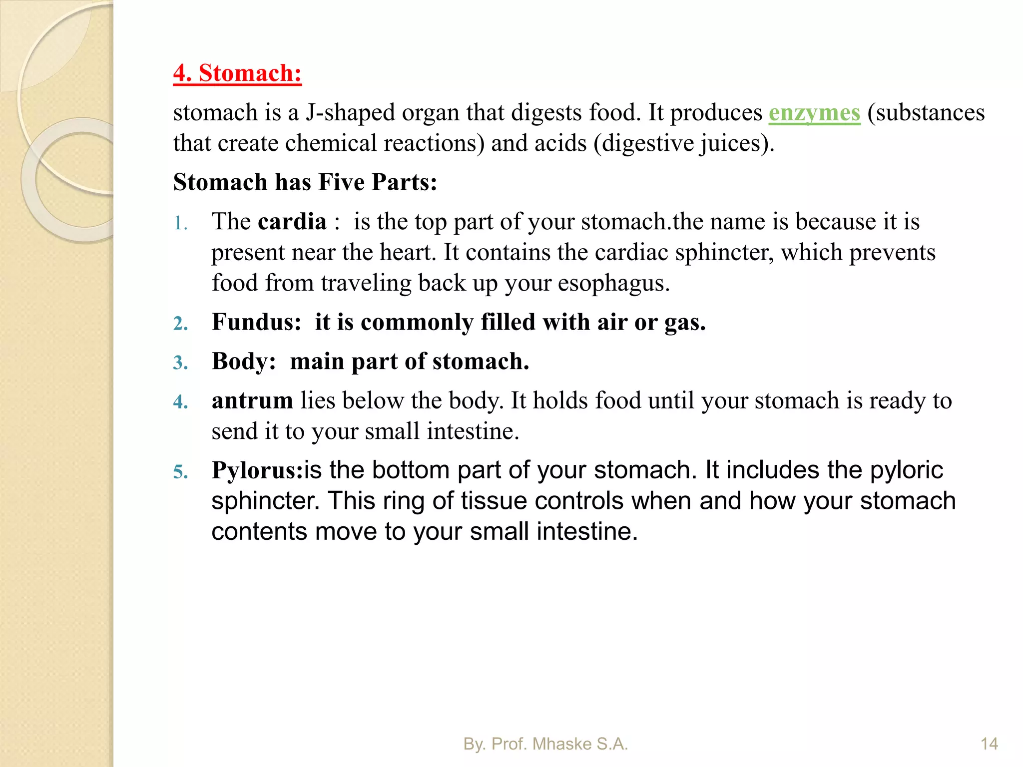 Digestive System | PPT