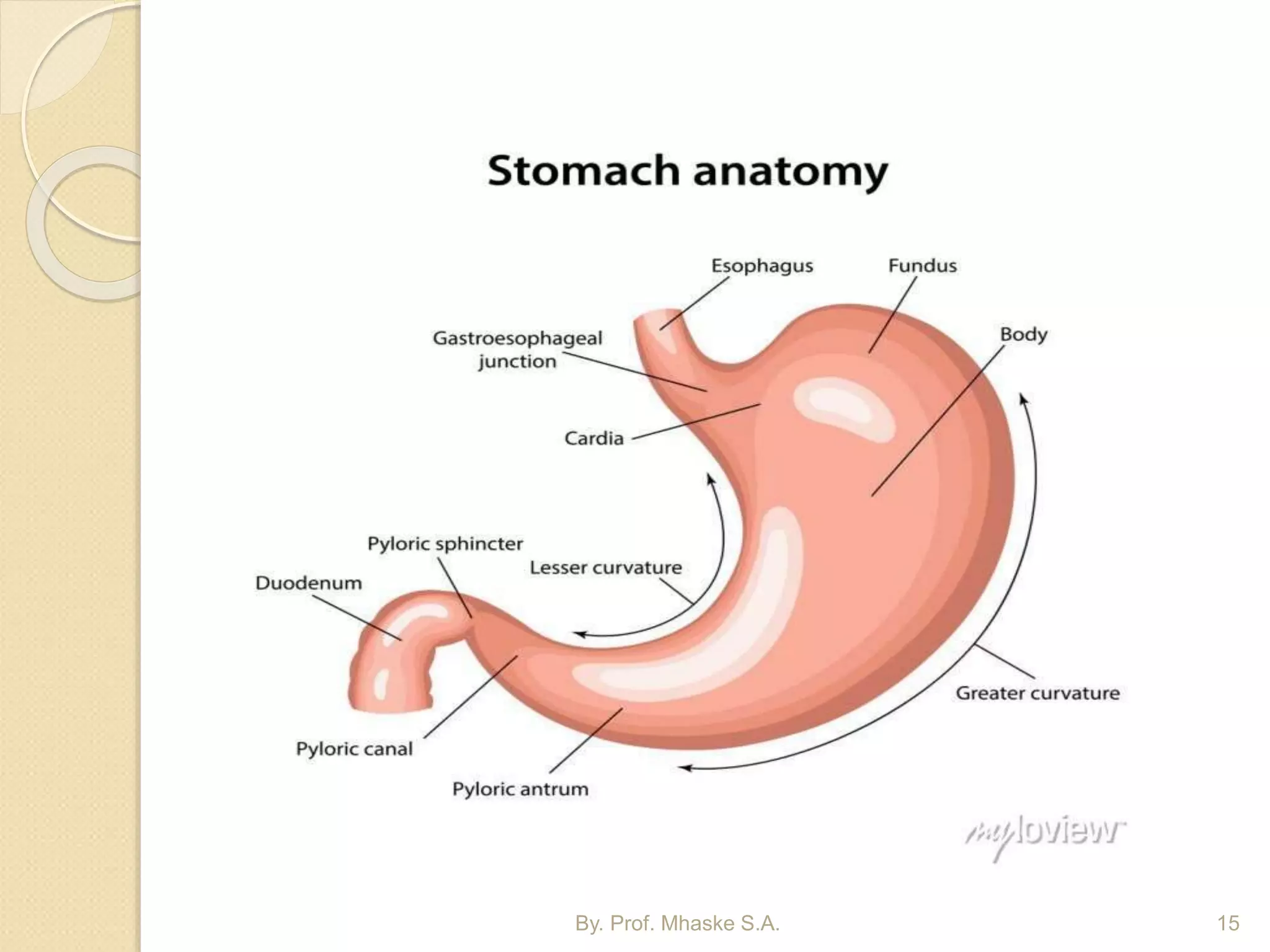 Digestive System | PPT