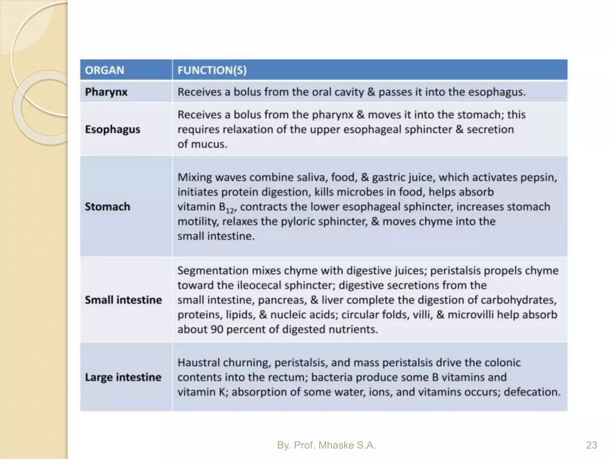 Digestive System | PPT
