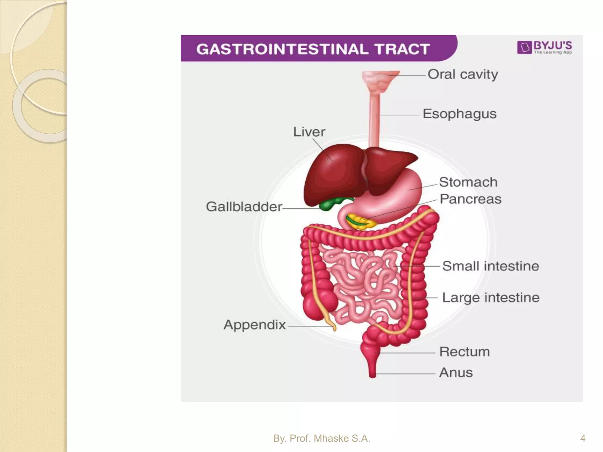Digestive System | PPT | Free Download