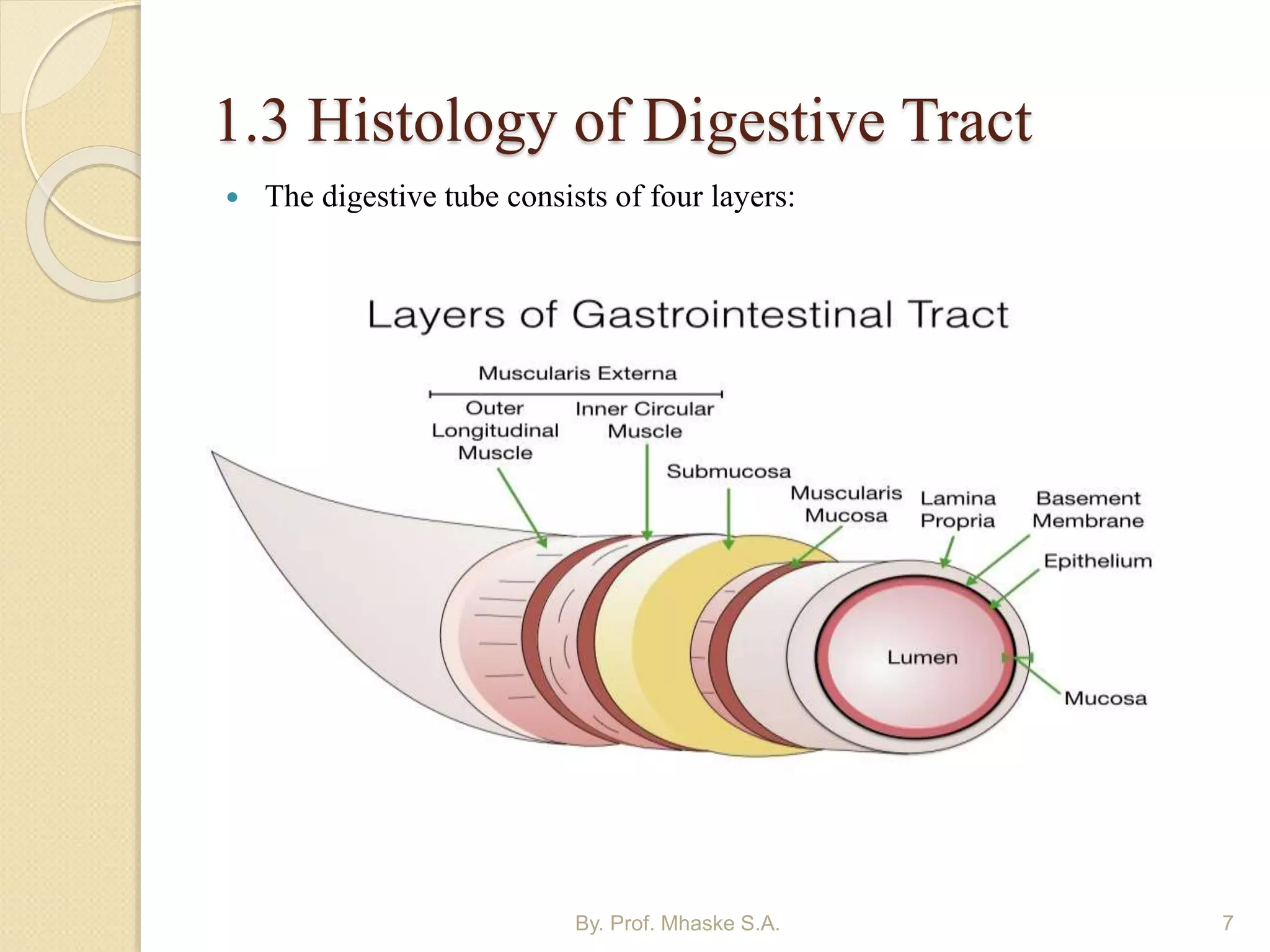 Digestive System | PPT | Free Download