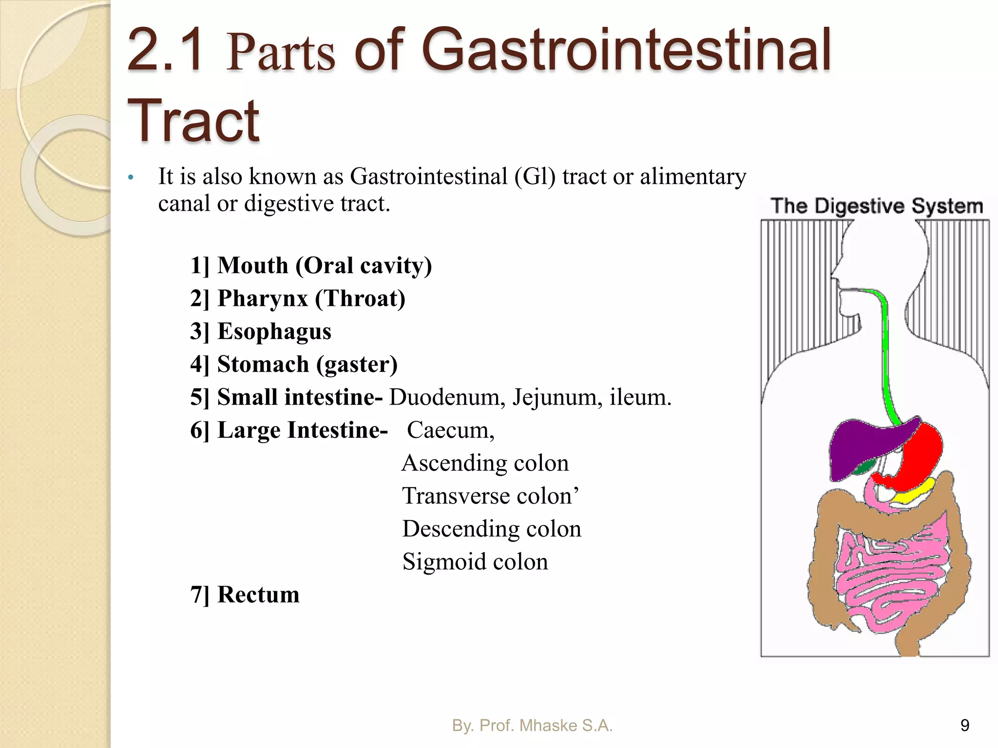 Digestive System | PPT