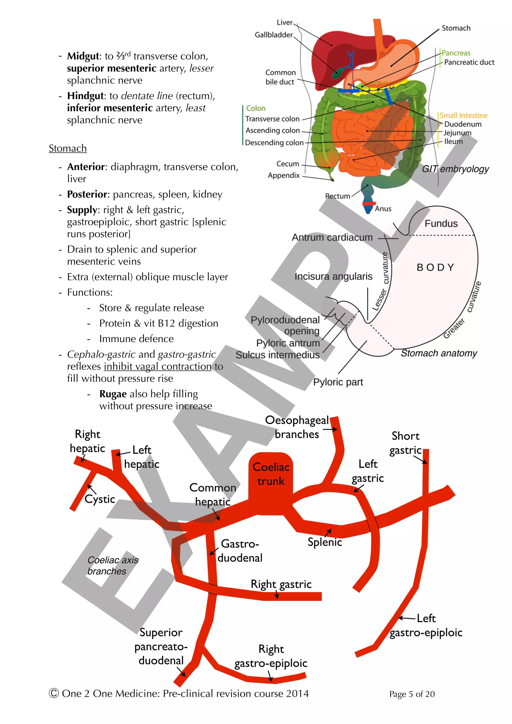 Digestive System Sample | PDF