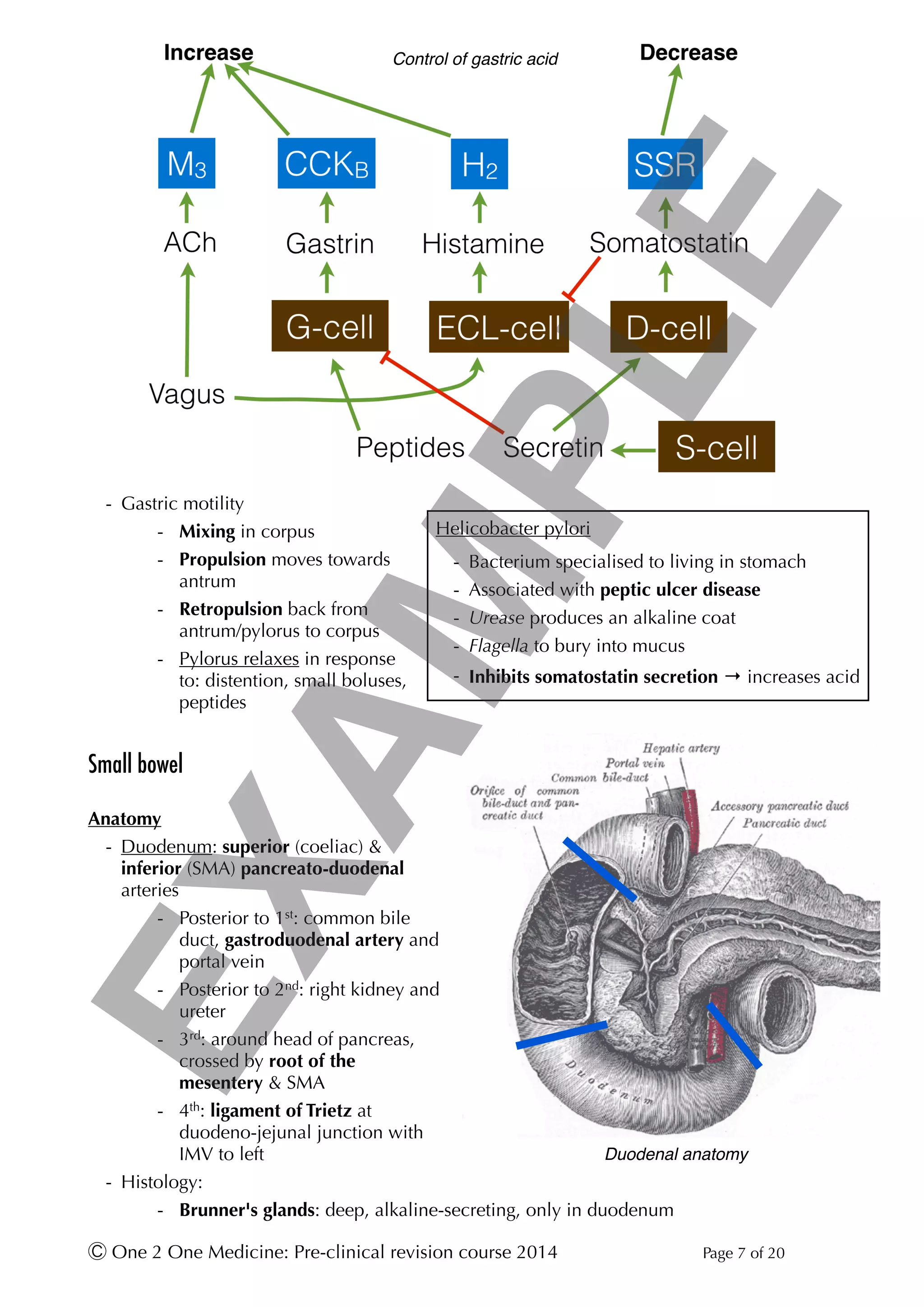 Digestive System Sample | PDF