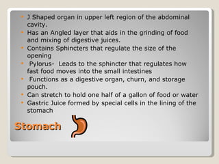 Digestive System Walkthrough Powerpoint | PPT
