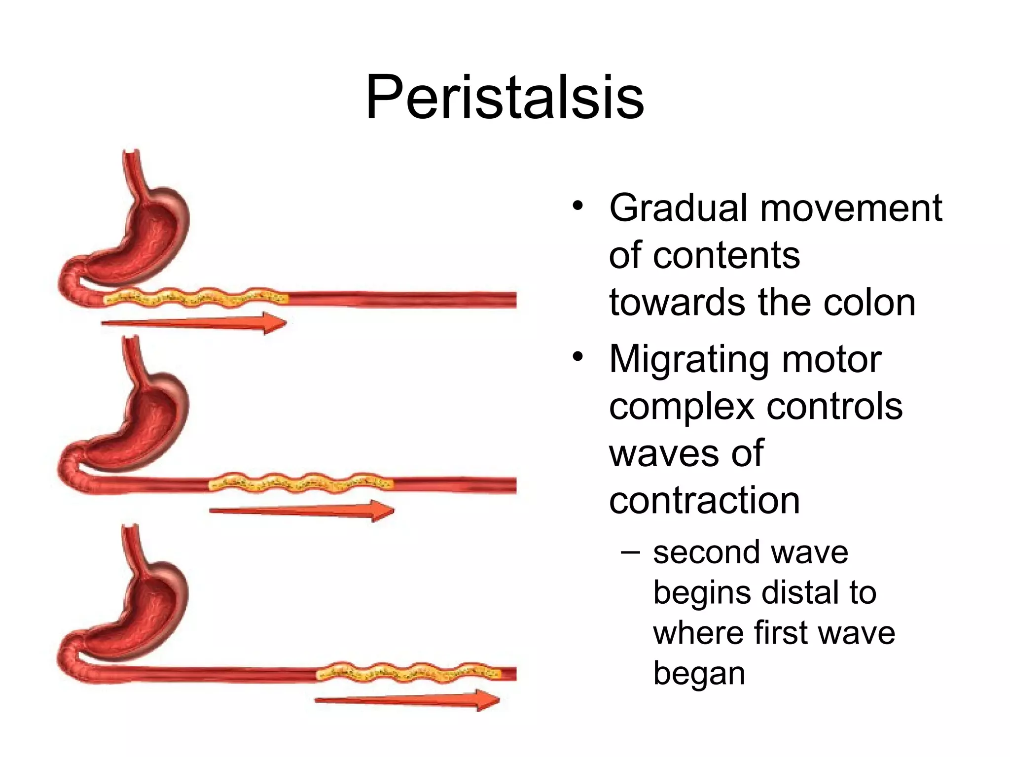 Digestive System2 | PPT