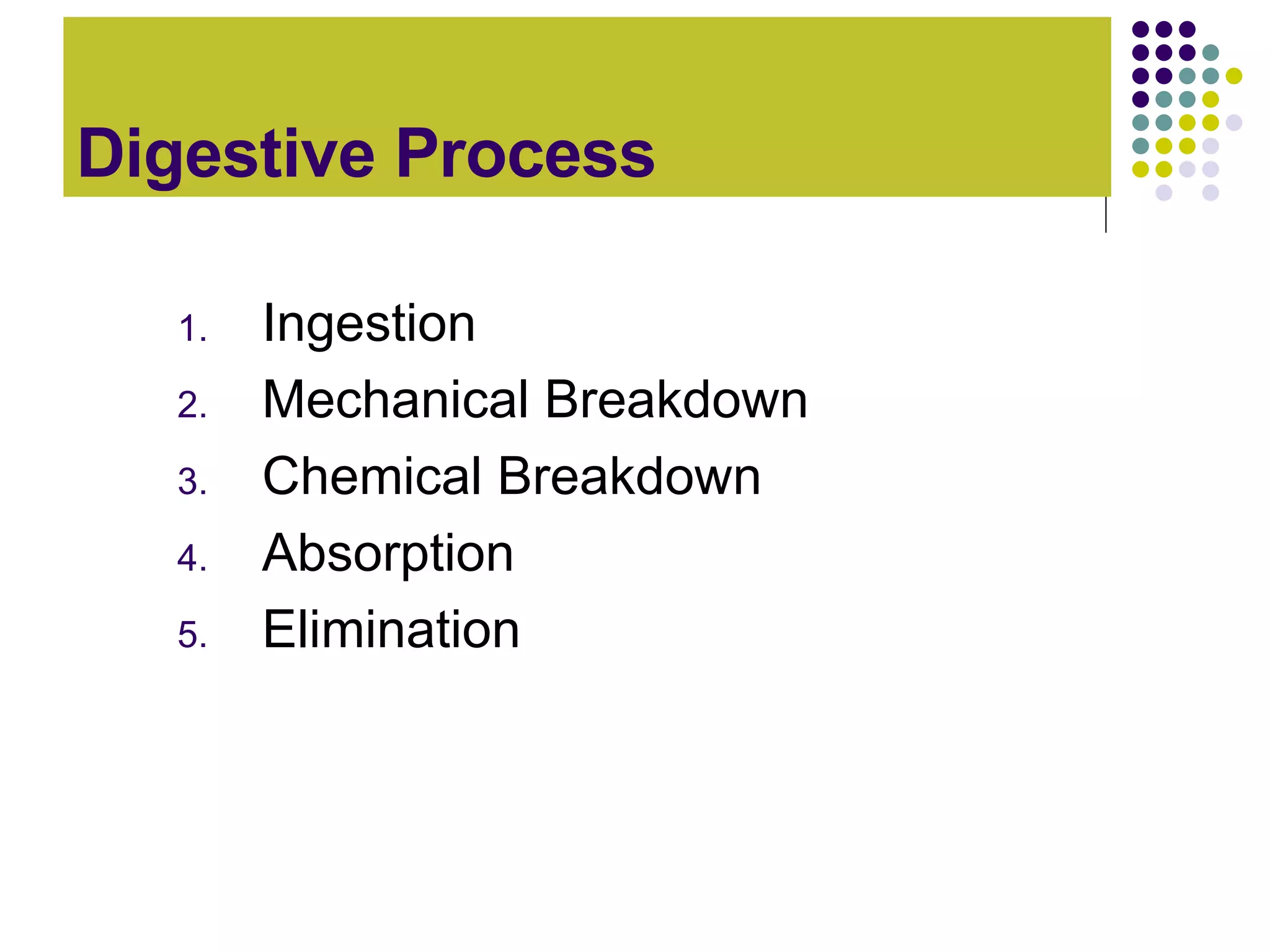 Digestive System | PPS
