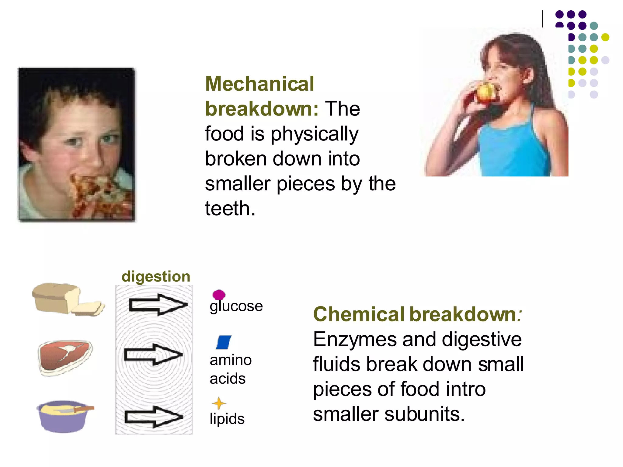 Digestive System | PPS