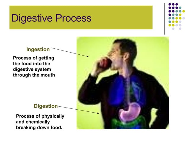 Digestive System | PPT