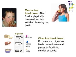 Digestive System | PPT