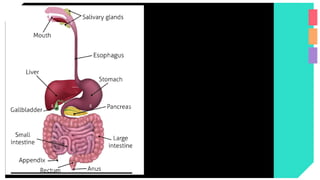 Digestive-Systemmm and its function.pptx