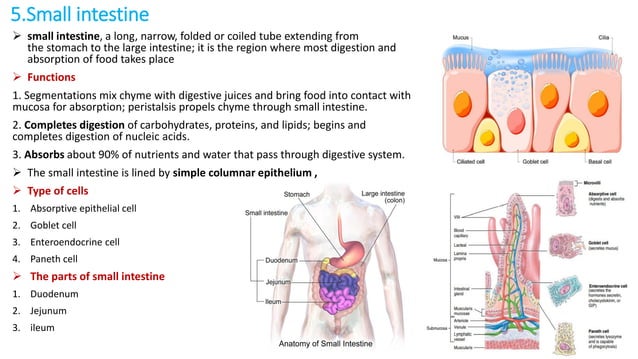digestive-system GRAAD 11 KRIT ENG.pdf vir onderwyser | PDF