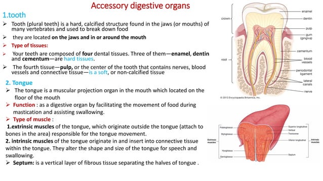 digestive-system GRAAD 11 KRIT ENG.pdf vir onderwyser | PDF