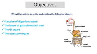 digestive-system GRAAD 11 KRIT ENG.pdf vir onderwyser | PDF
