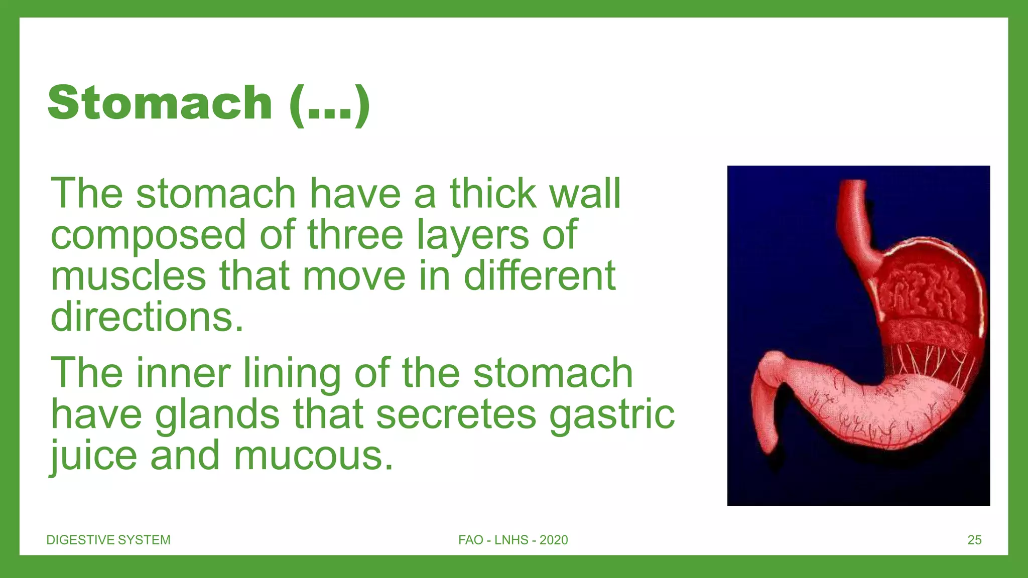 Digestive sytem demo teaching | PPTX