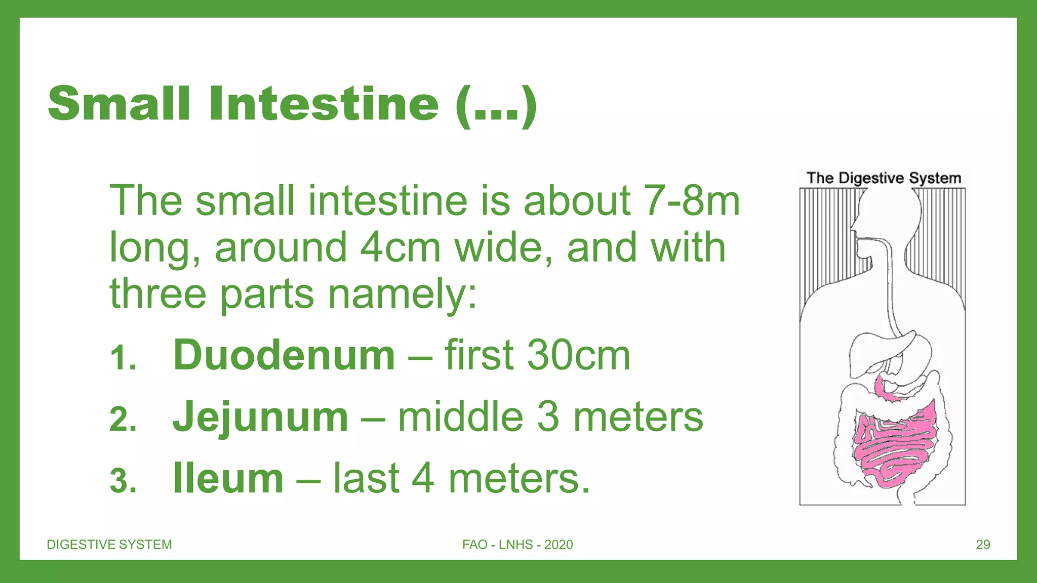 Digestive sytem demo teaching | PPTX