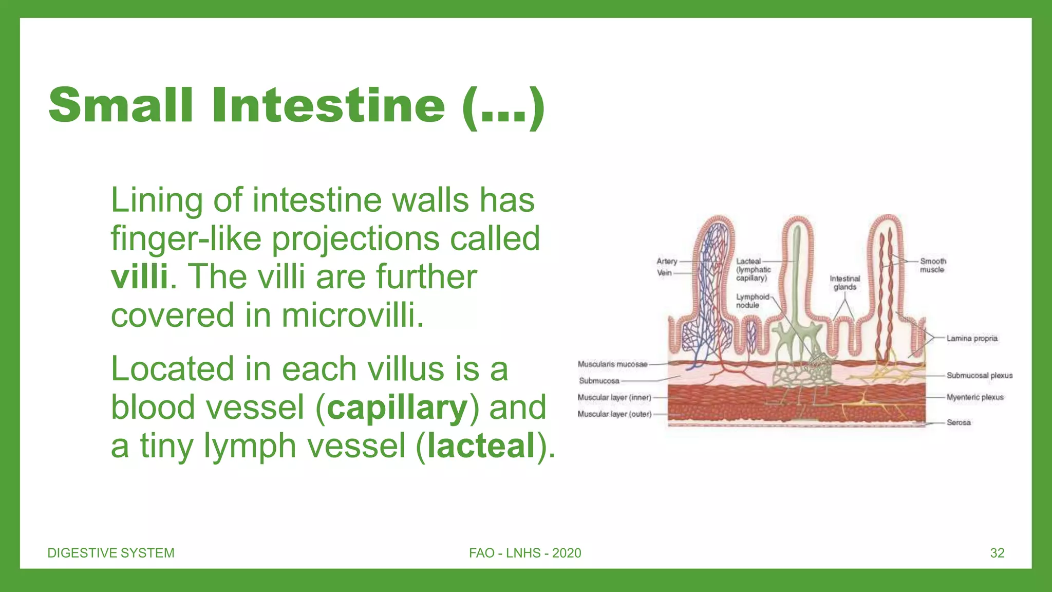 Digestive sytem demo teaching | PPTX