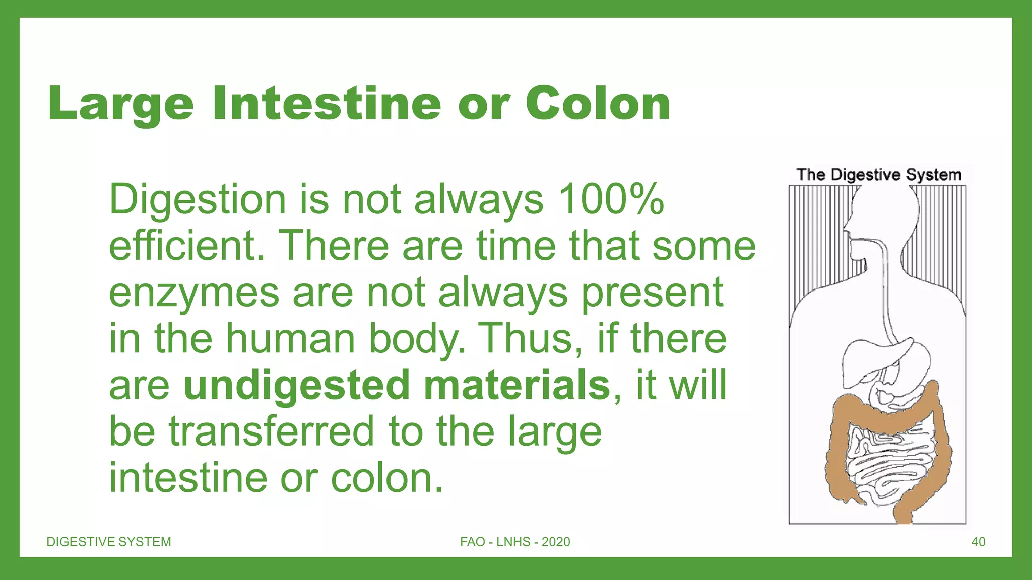 Digestive sytem demo teaching | PPTX