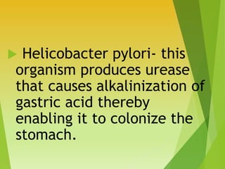 Digestive-Tract-WPS-Office.pptx