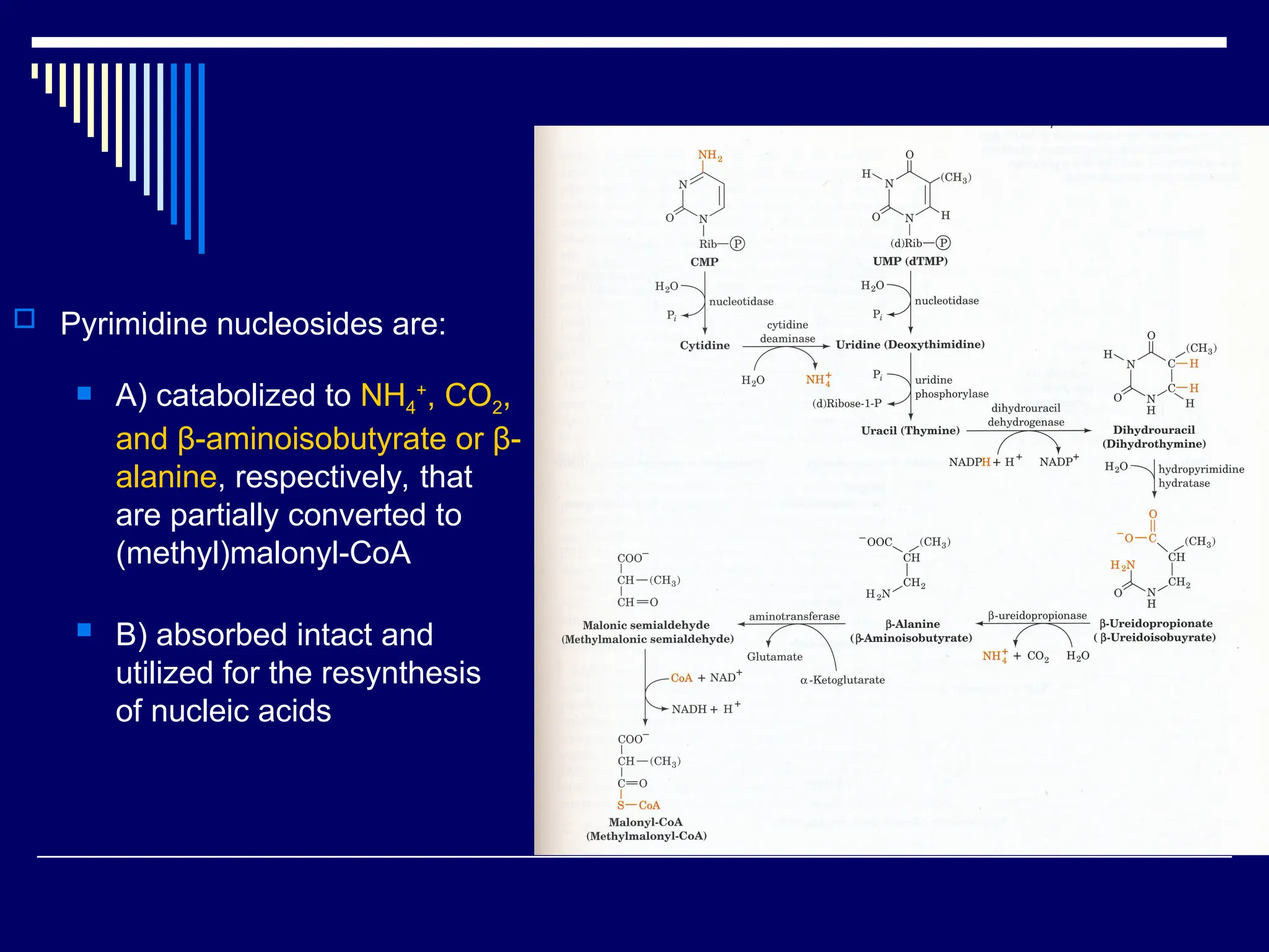 digestive (2) Gastroentero pharmacology .ppt