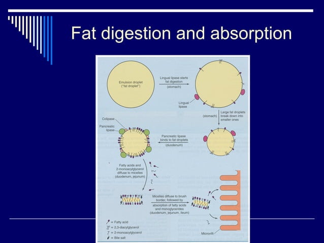 digestive (2) Gastroentero pharmacology .ppt