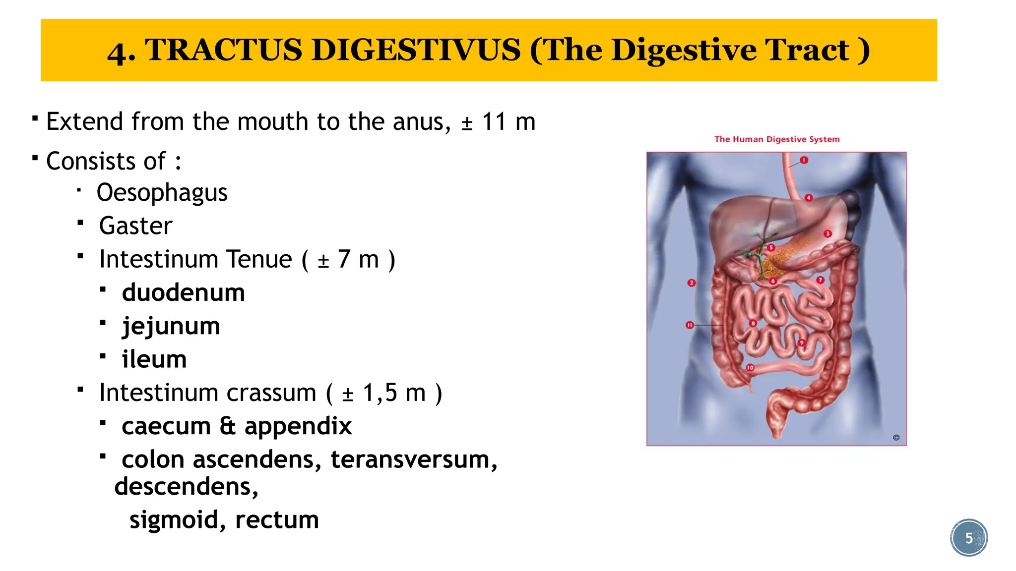 Anatomi Sistem Digestivus pada Tubuh Manusia | PPTX