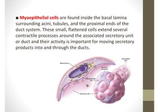 Digestive%20Tract%204.pdf.pdf download for free | PDF